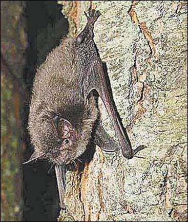 Endangered Indiana bat discovered in Wallkill River National Refuge