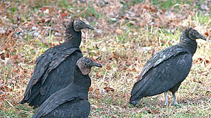 Vulture deaths on Sussex Branch Trail caused by avian flu