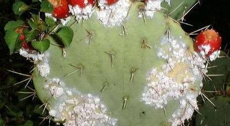 Starbucks to stop using 'crushed bug' dye