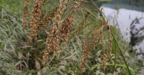 Rare grass sighted in NJ for first time in 100 years