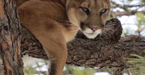 Talk on the elusive mountain lion