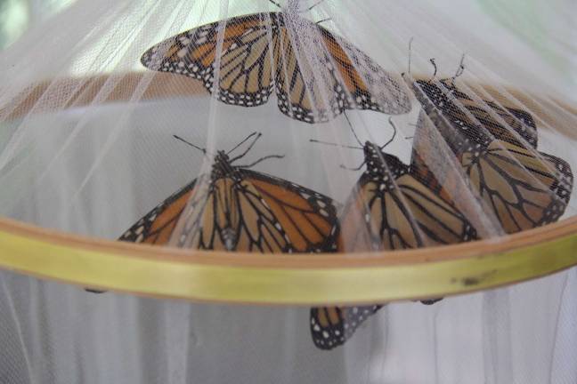 Hospice celebrates butterfly release
